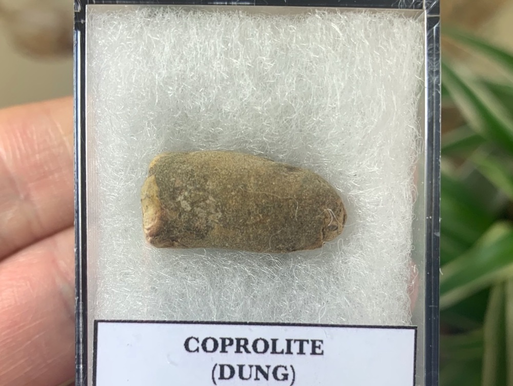 Coprolites (dung) - Shop
