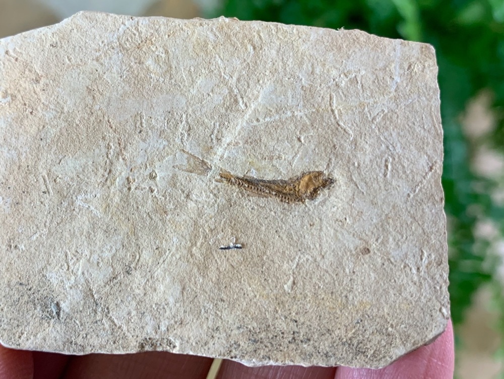 Brazil - Fossil Fish - Shop