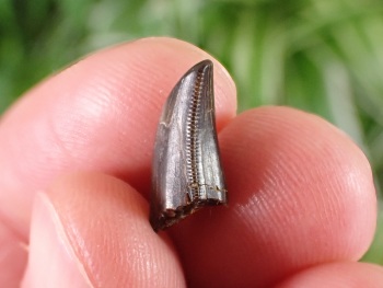 Tyrannosaurus Rex - Shop