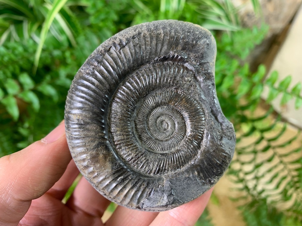 United Kingdom - Shop