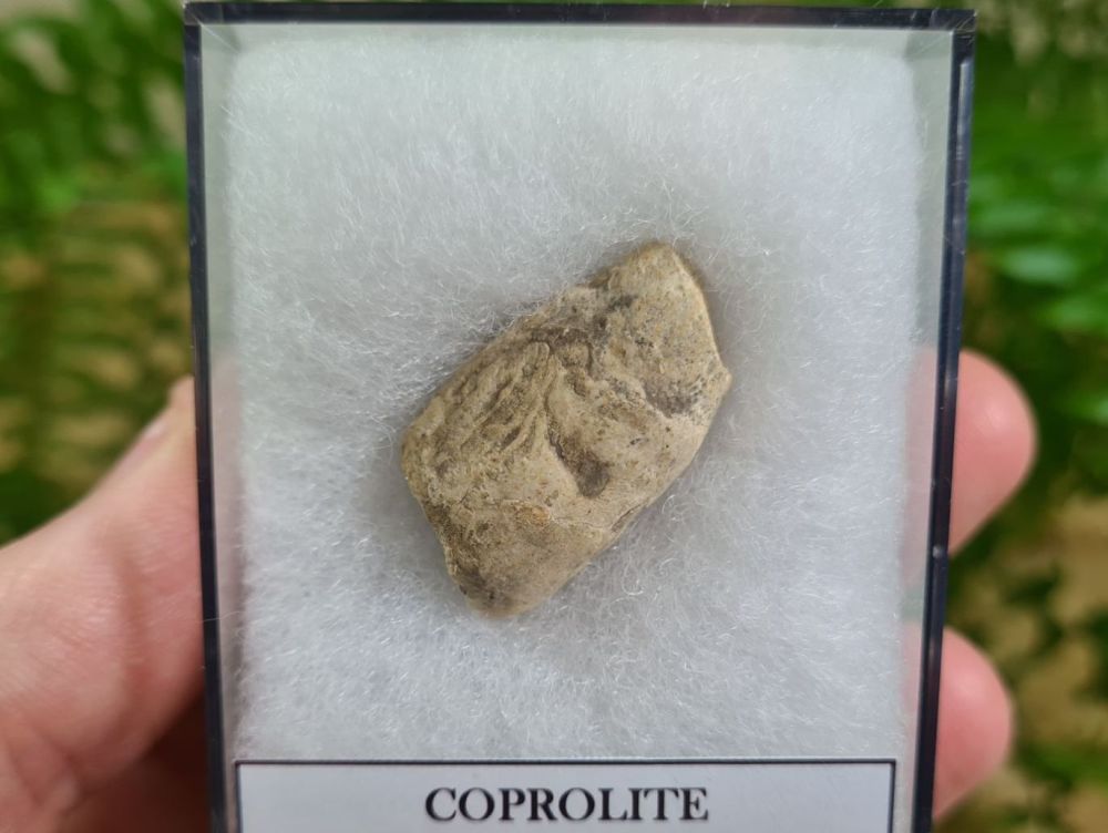 Coprolites (dung) - Shop