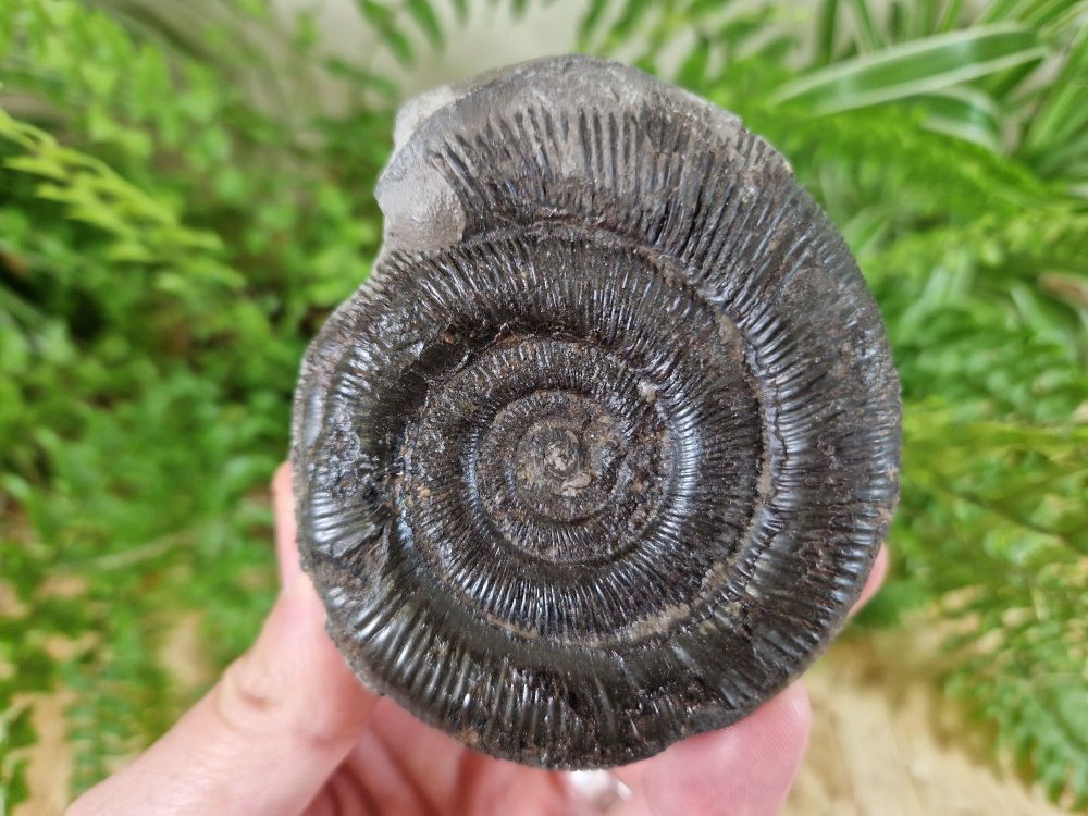 New Additions - Shop - Page 3