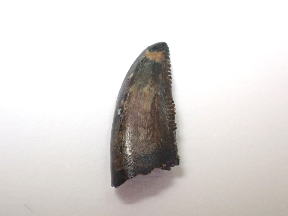 Dromaeosaurid "Raptor" - Shop