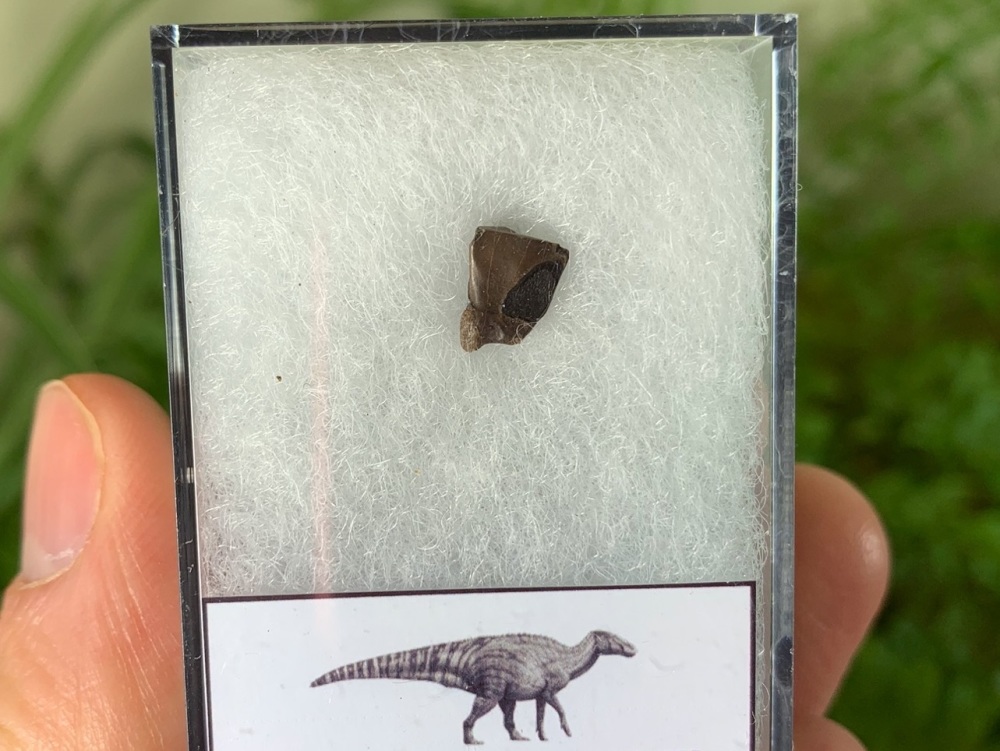 Hadrosaurids - Shop