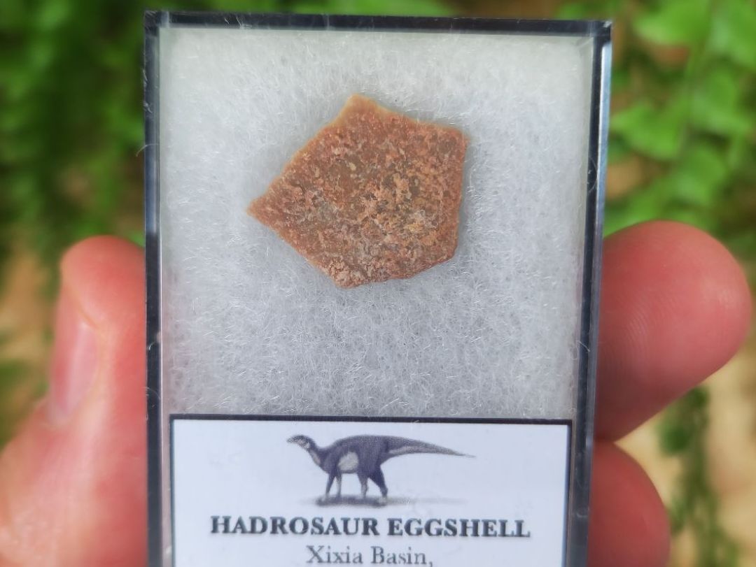 Hadrosaurids - Shop