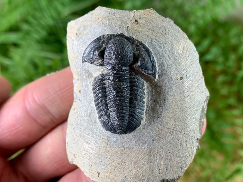 Budget Trilobites - Shop