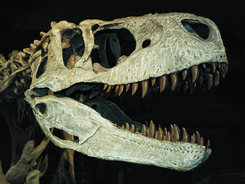 Theropods (North Carolina) - Shop