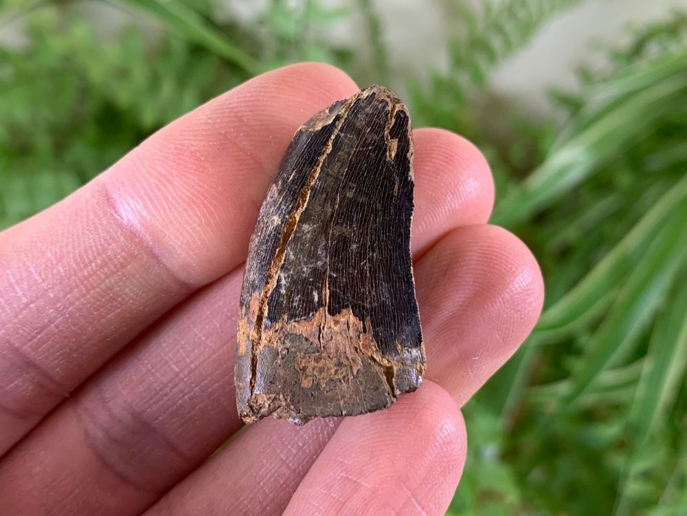 Dino Fossils UK: Huge Selection of Fossils For Sale.