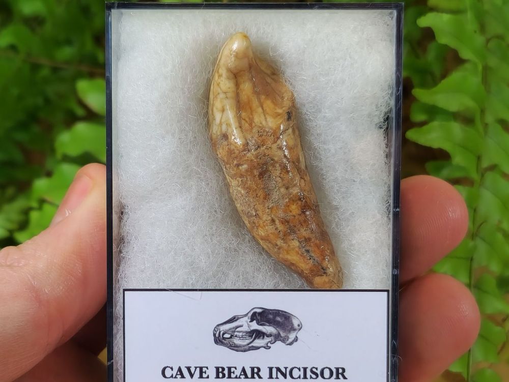 Cave Bear - Shop