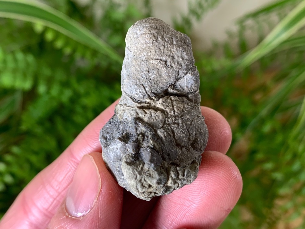 Coprolites (dung) - Shop