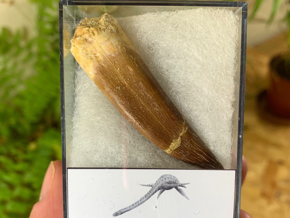 New Additions - Shop - Page 6