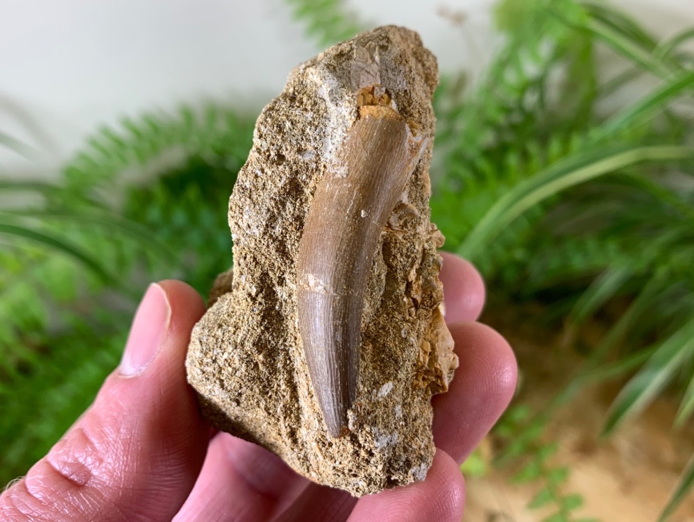 New Additions - Shop - Page 11