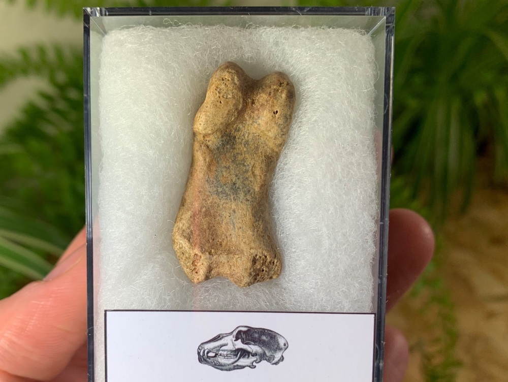 Cave Bear - Shop