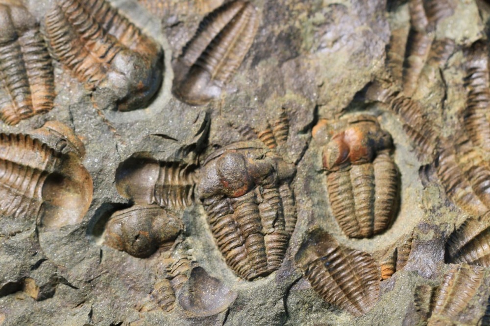 Collecting fossils: A Beginner's Guide to Buying Fossils Online
