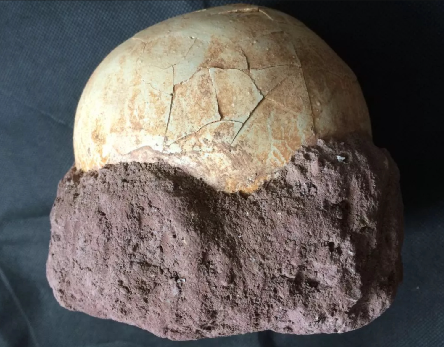 Collecting fossils: A Beginner's Guide to Buying Fossils Online