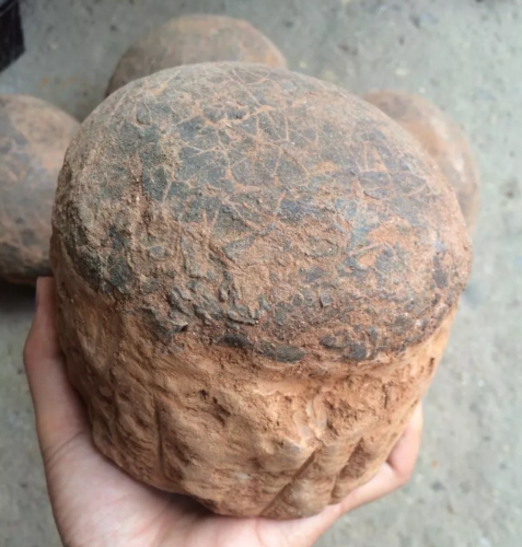 Collecting fossils: A Beginner's Guide to Buying Fossils Online