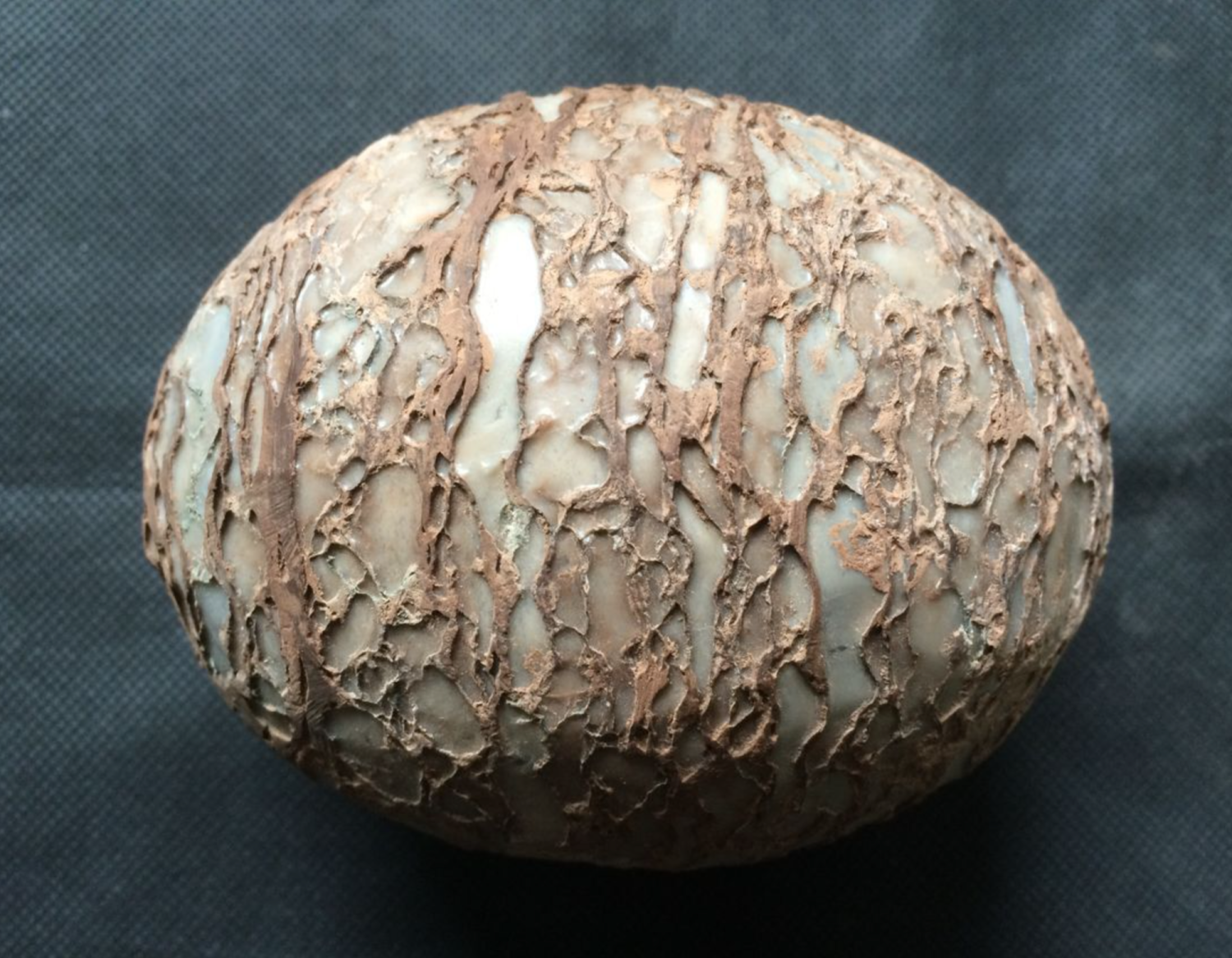 Collecting fossils: A Beginner's Guide to Buying Fossils Online