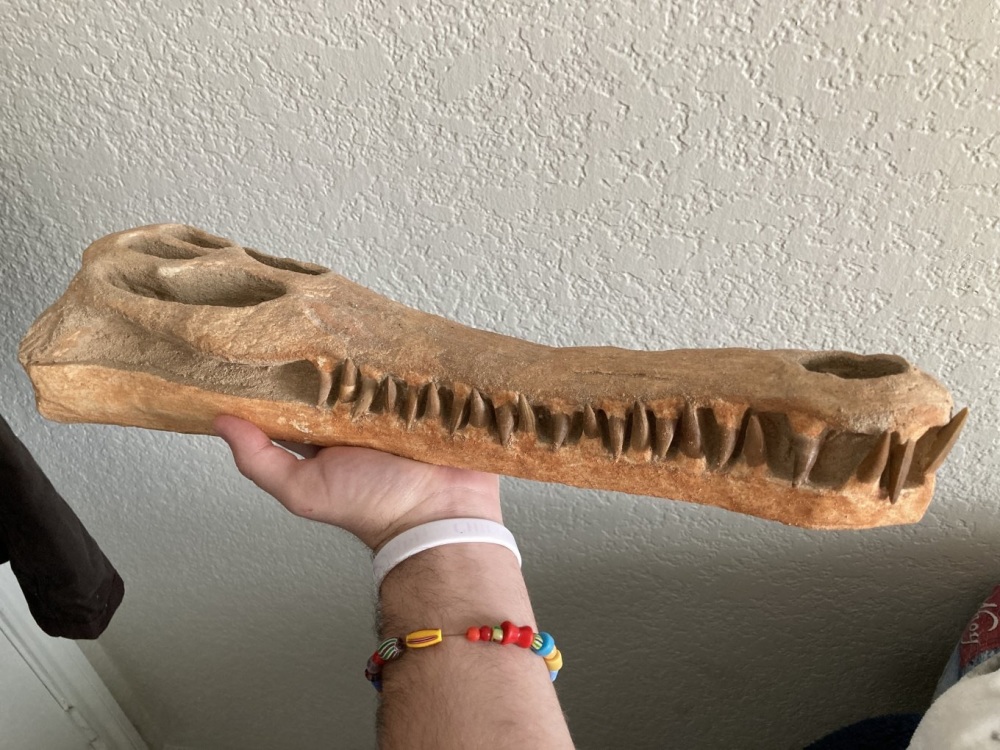 Collecting fossils: A Beginner's Guide to Buying Fossils Online