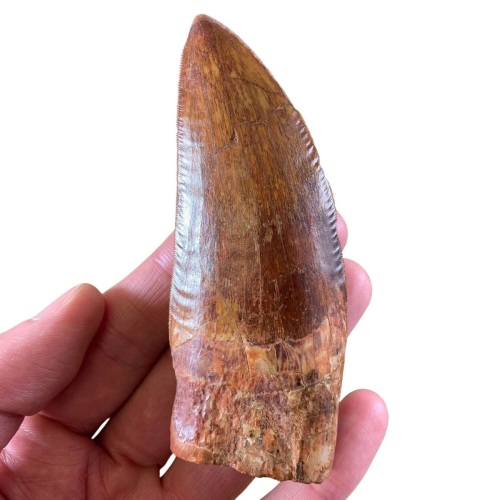 Identifying Carcharodontosaurus Teeth