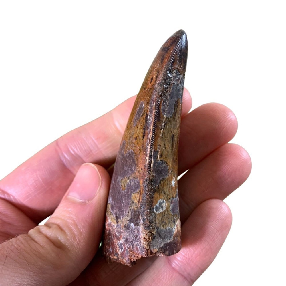 Identifying Carcharodontosaurus Teeth