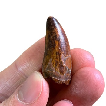 Identifying Carcharodontosaurus Teeth