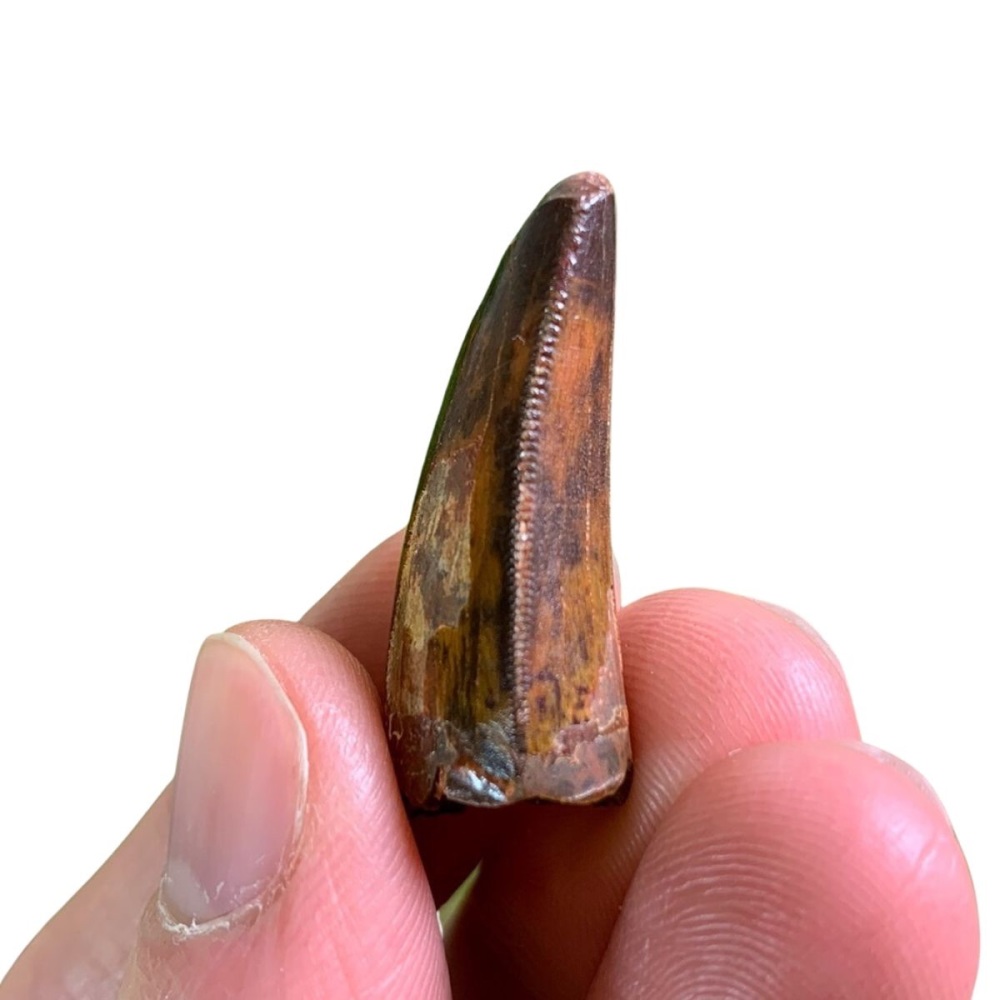 Identifying Carcharodontosaurus Teeth
