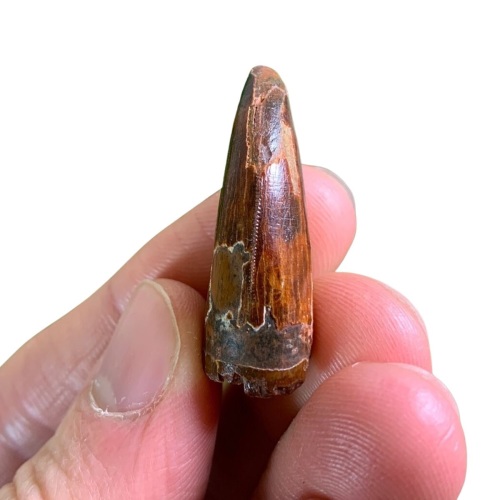 Identifying Carcharodontosaurus Teeth