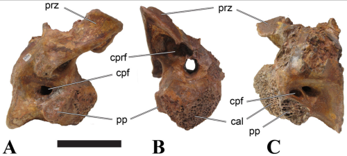 Identifying Carcharodontosaurus Teeth