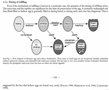 A Guide to Dinosaur Eggs