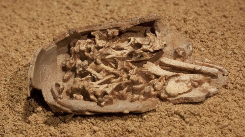 A Guide to Dinosaur Eggs