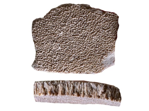 A Guide to Dinosaur Eggs