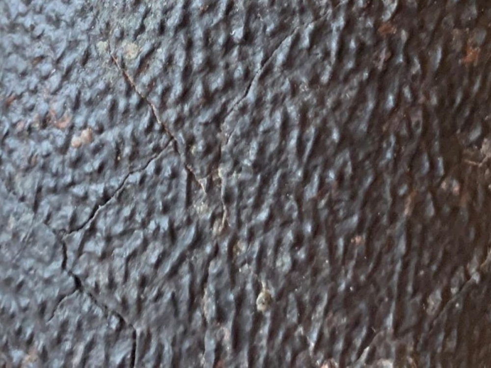 A Guide to Dinosaur Eggs