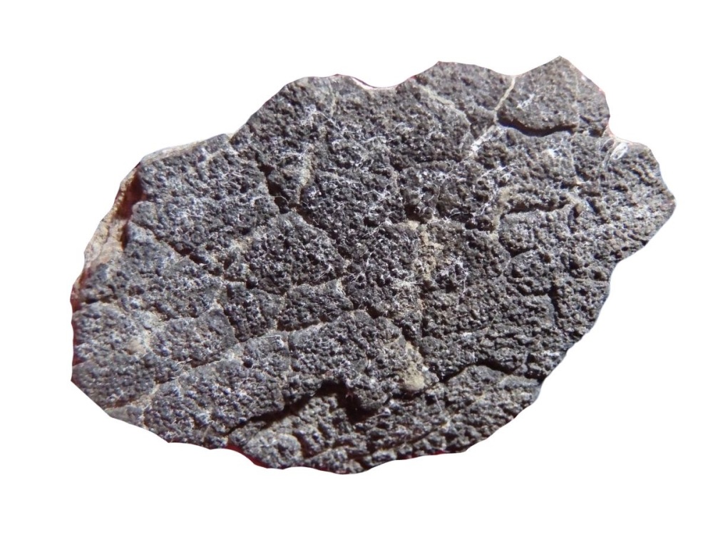 A Guide to Dinosaur Eggs