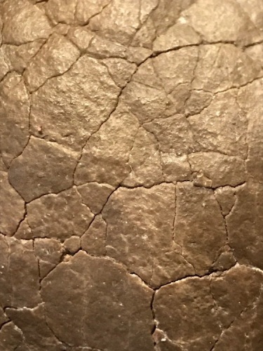 A Guide to Dinosaur Eggs