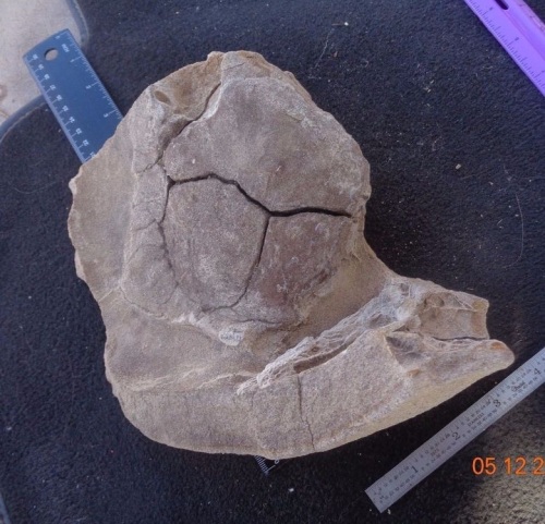 A Guide to Dinosaur Eggs