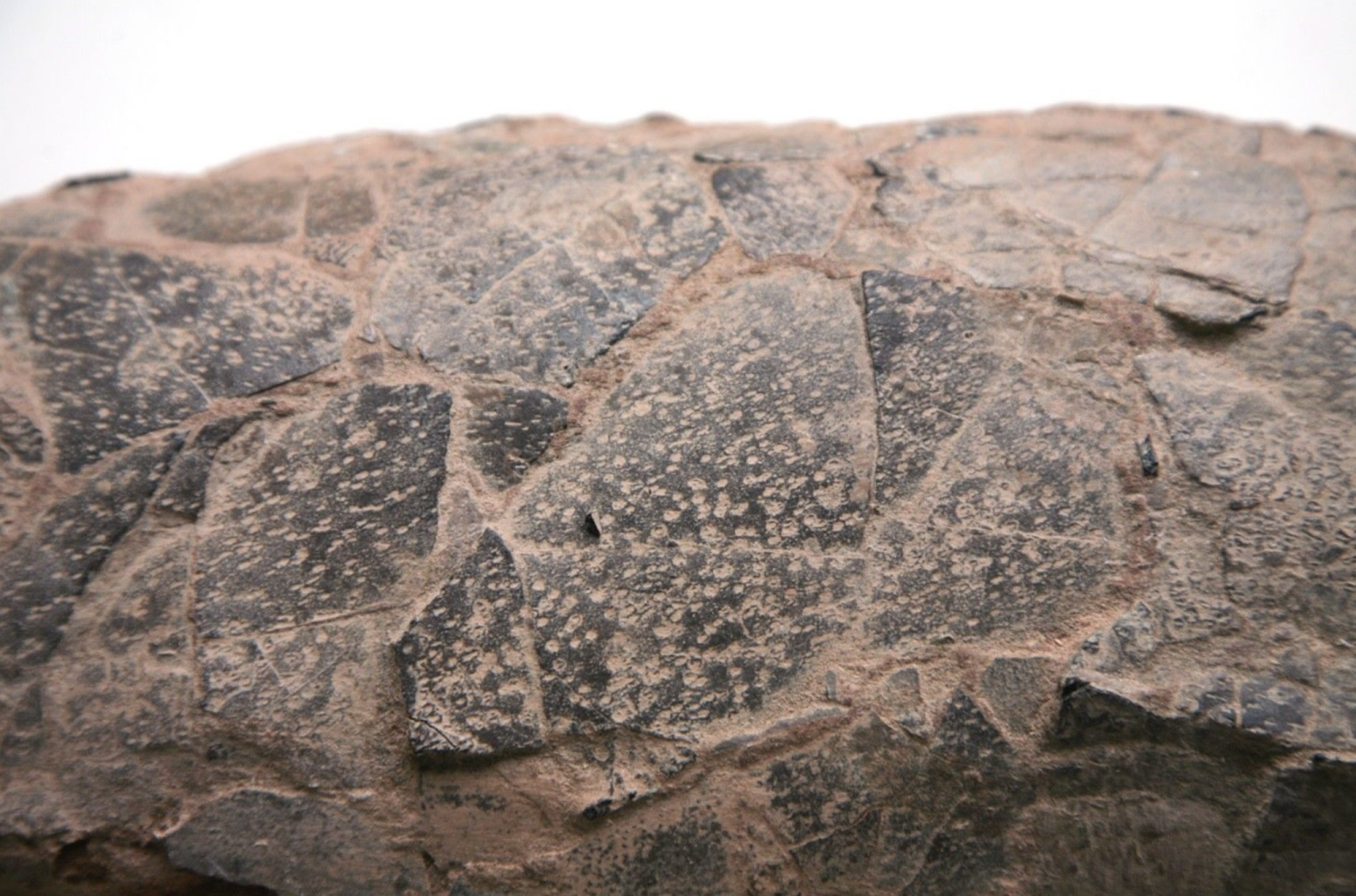 A Guide to Dinosaur Eggs