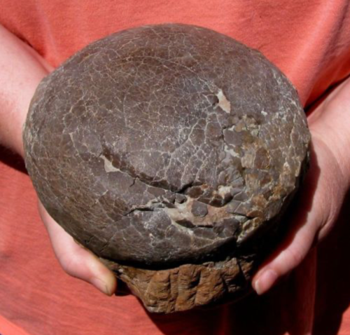 A Guide to Dinosaur Eggs