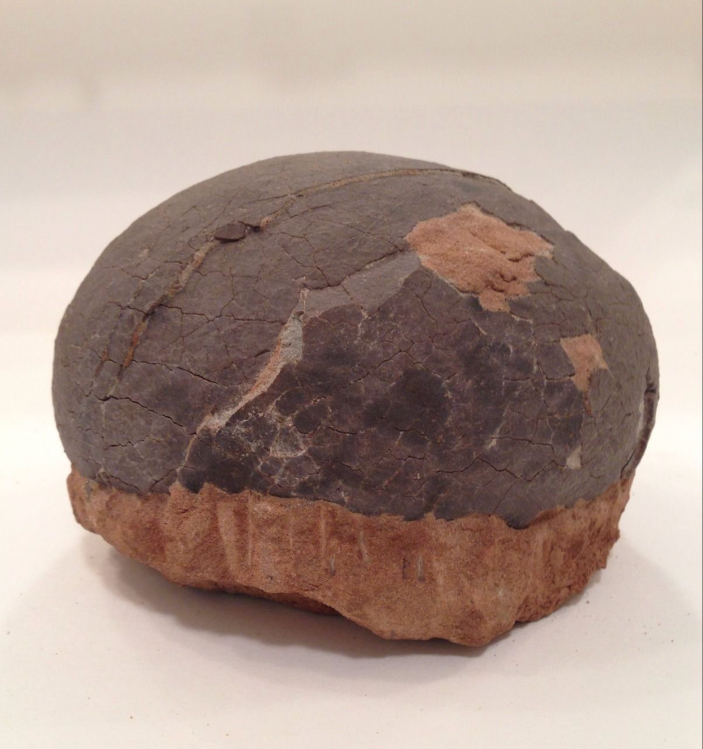 A Guide to Dinosaur Eggs