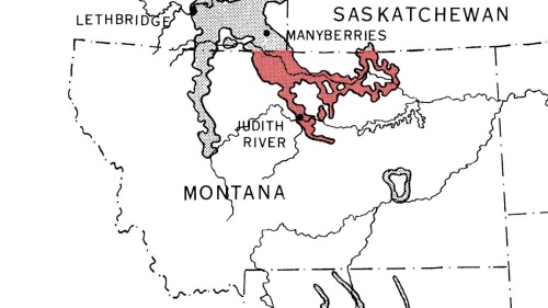 Identifying Saurornitholestes Teeth