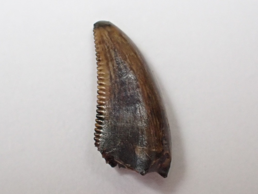 Identifying Saurornitholestes Teeth