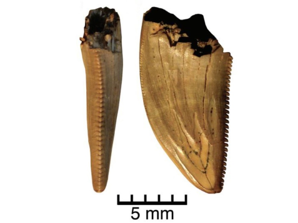 Identifying Saurornitholestes Teeth