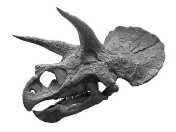 Identifying Triceratops Fossils