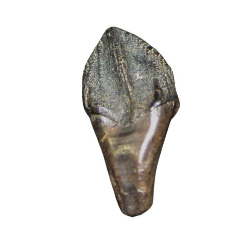 Identifying Triceratops Fossils