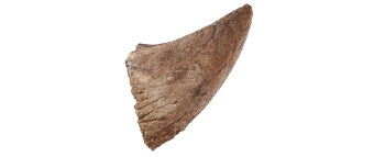 Identifying Triceratops Fossils