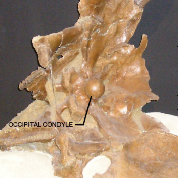 Identifying Triceratops Fossils