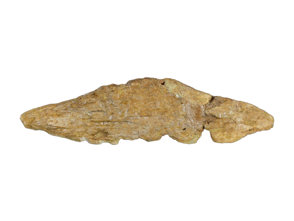 Identifying Triceratops Fossils