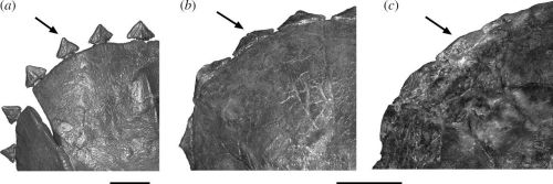 Identifying Triceratops Fossils