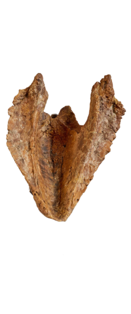 Identifying Triceratops Fossils