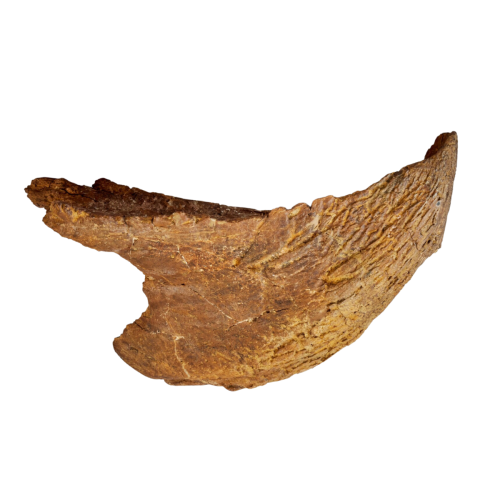 Identifying Triceratops Fossils