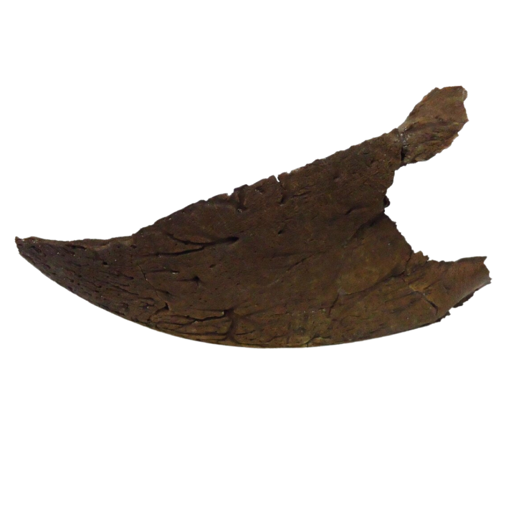 Identifying Triceratops Fossils